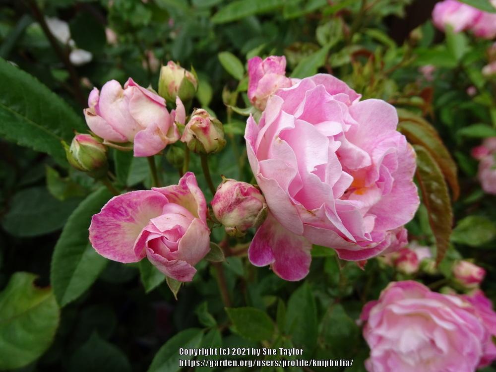 Rose (Rosa 'Pearl Anniversary') in the Roses Database - Garden.org