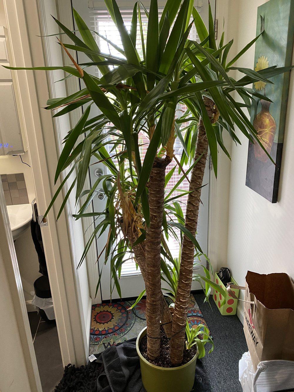 Yucca plant with probable root rot – should I attempt surgery? in the ...