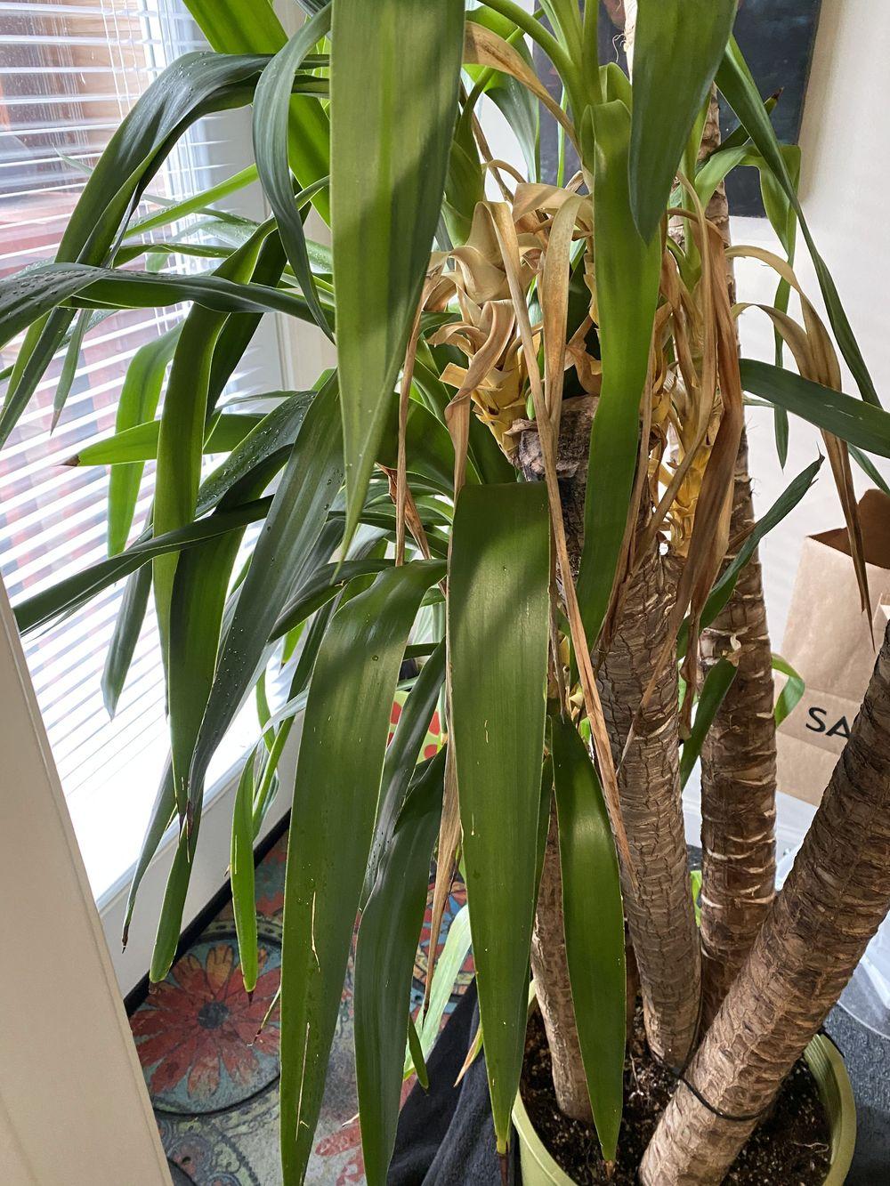 Yucca plant with probable root rot – what should I do?! in the ...