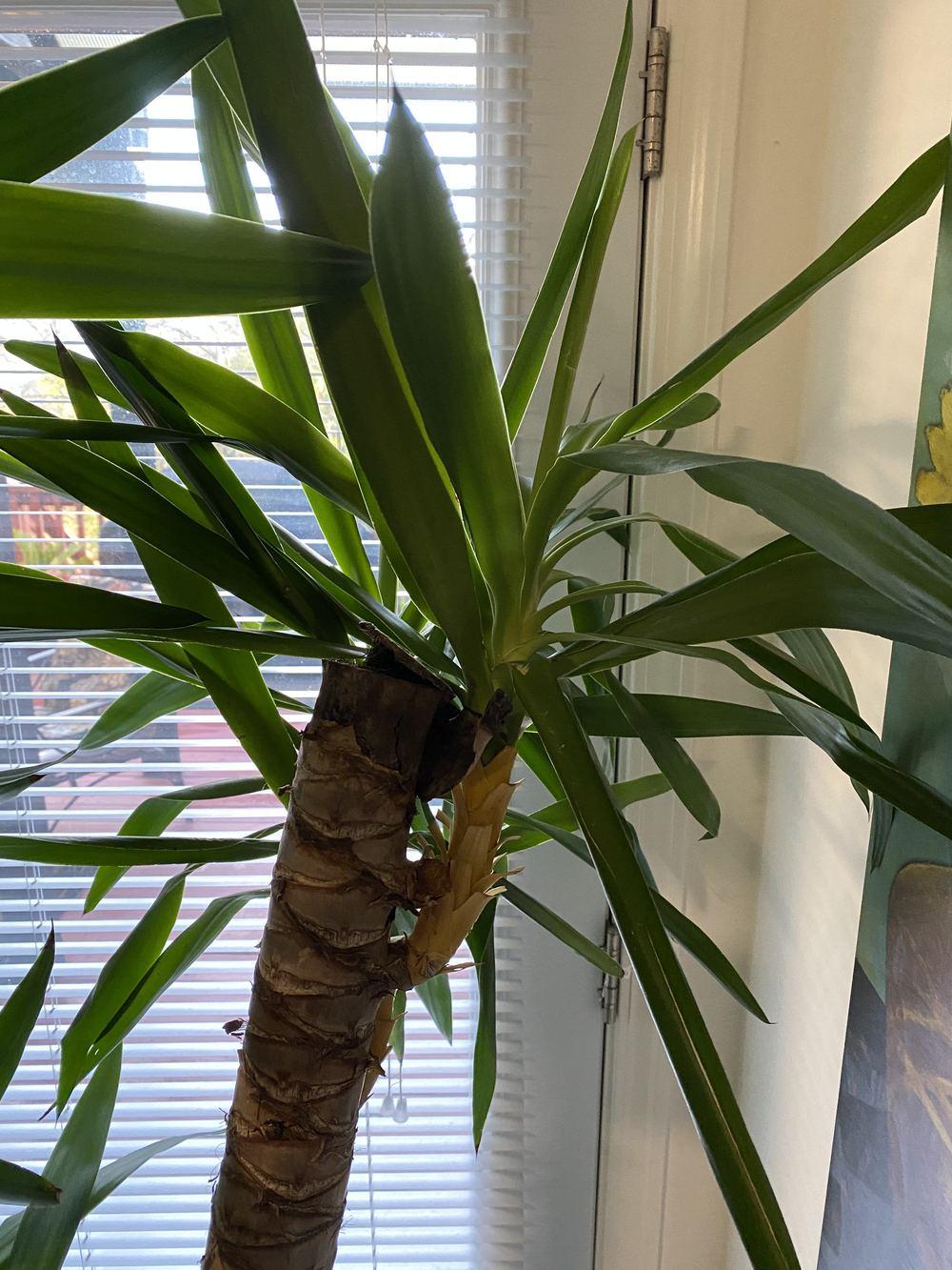 Yucca plant with probable root rot – what should I do?! in the ...