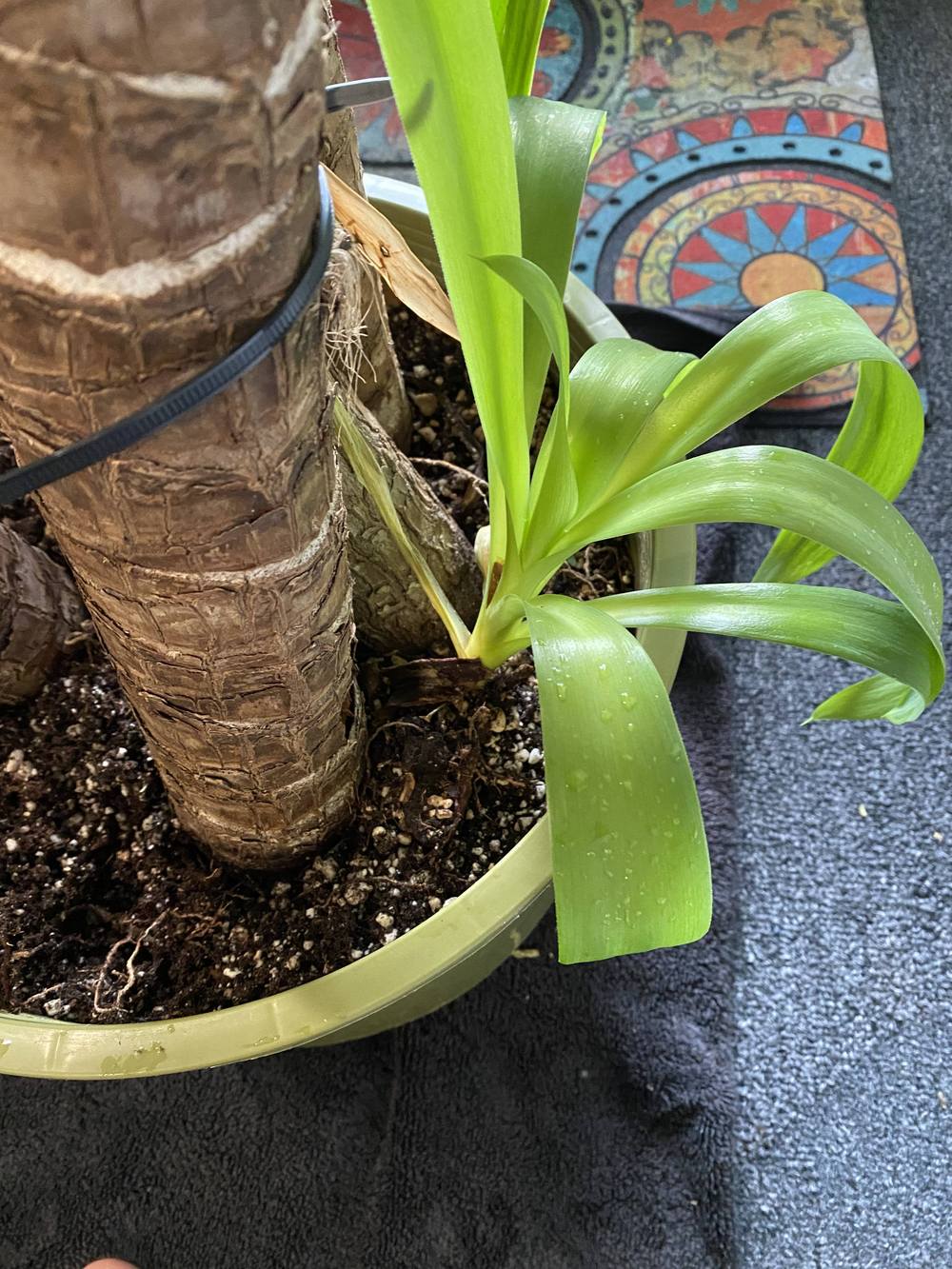 Yucca plant with probable root rot – should I attempt surgery? in the ...