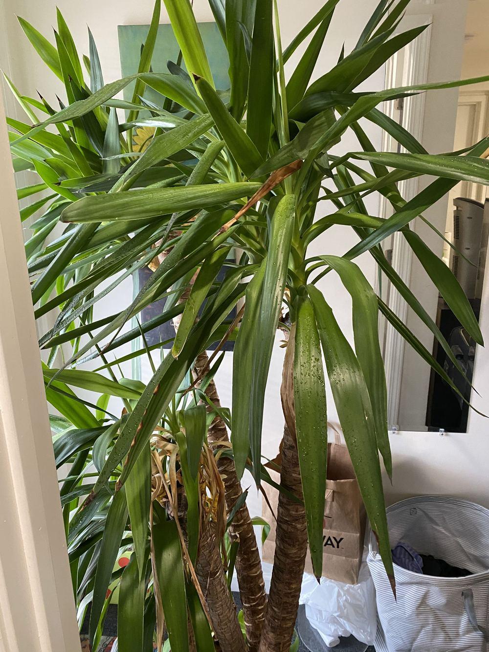Yucca plant with probable root rot – should I attempt surgery? in the ...