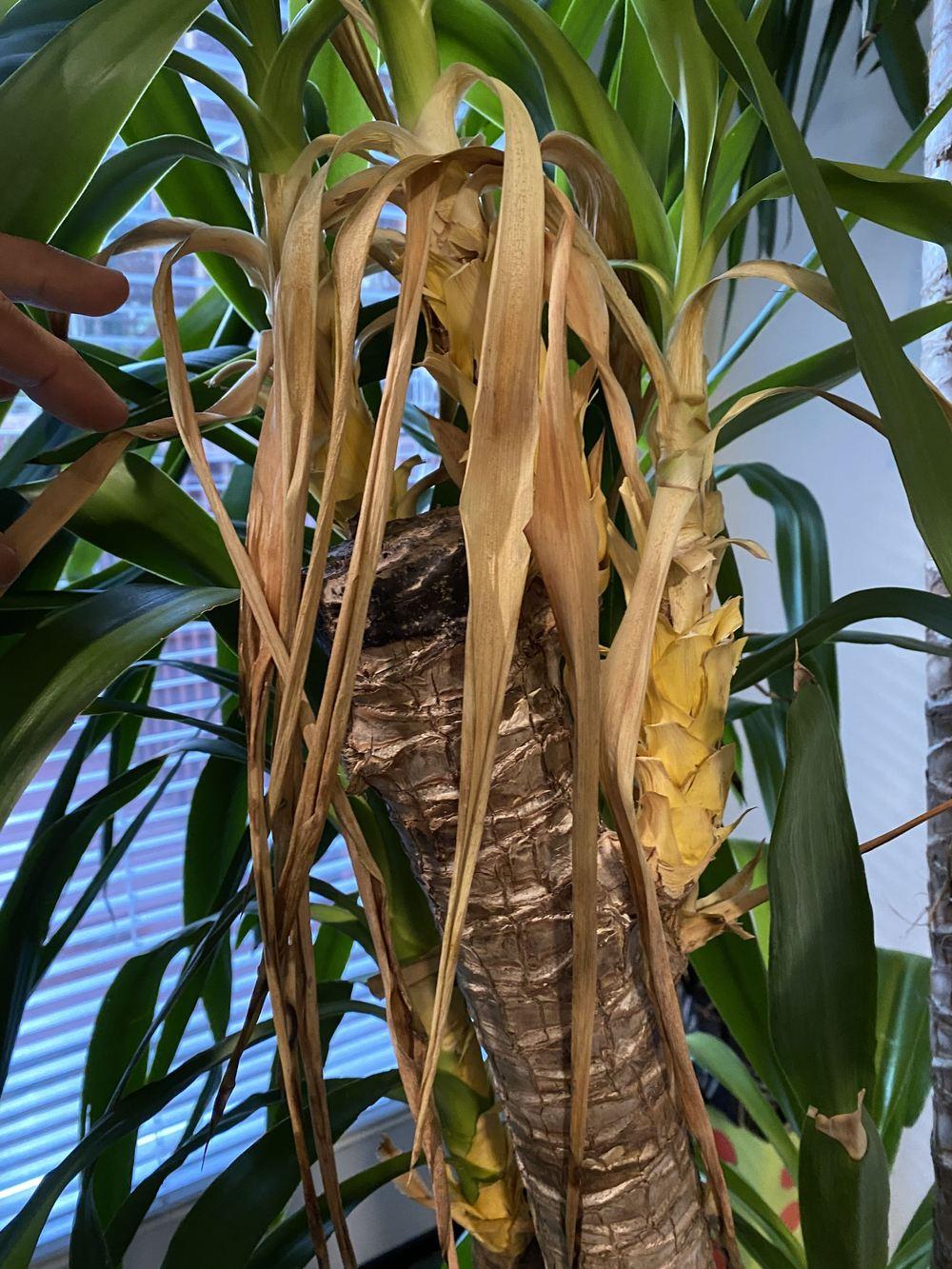 Yucca plant with probable root rot – what should I do?! in the ...