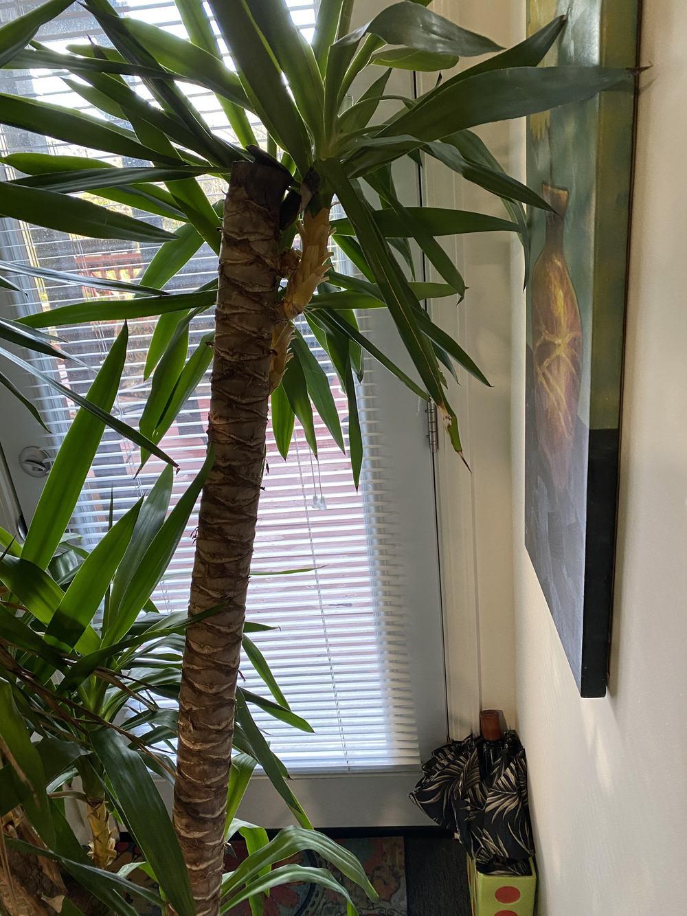 Yucca plant with probable root rot – what should I do?! in the ...