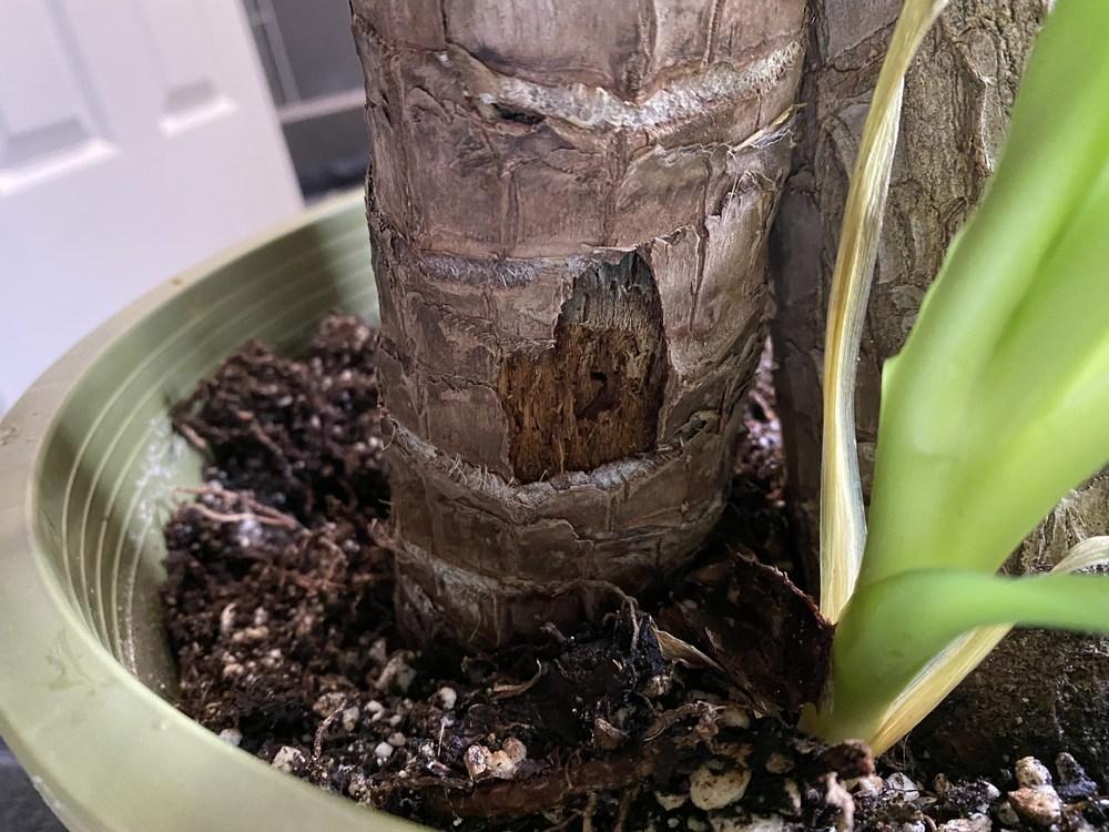 Yucca plant with probable root rot – what should I do?! in the ...