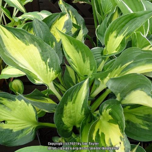 Hosta 'Morning Star' in the Hostas Database - Garden.org