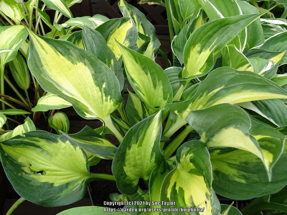 Hosta 'Morning Star' in the Hostas Database - Garden.org