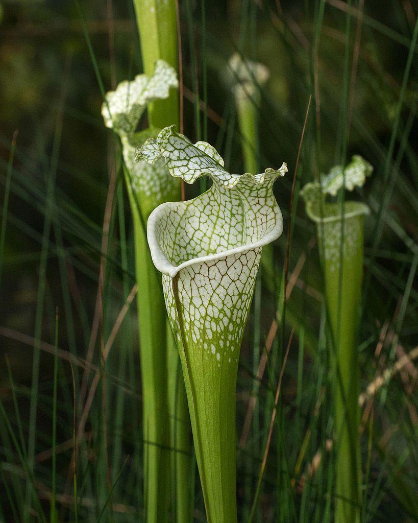 White Pitcher Plant (Sarracenia leucophylla) in the Pitcher Plants ...