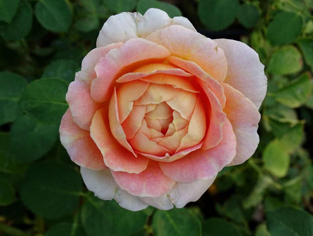 Photo of the bloom of Rose (Rosa 'Fun in the Sun') posted by Beth ...