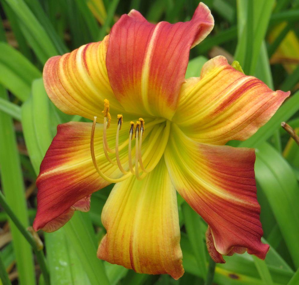 Daylily (Hemerocallis 'Lakes Exotic Daydream') in the Daylilies ...