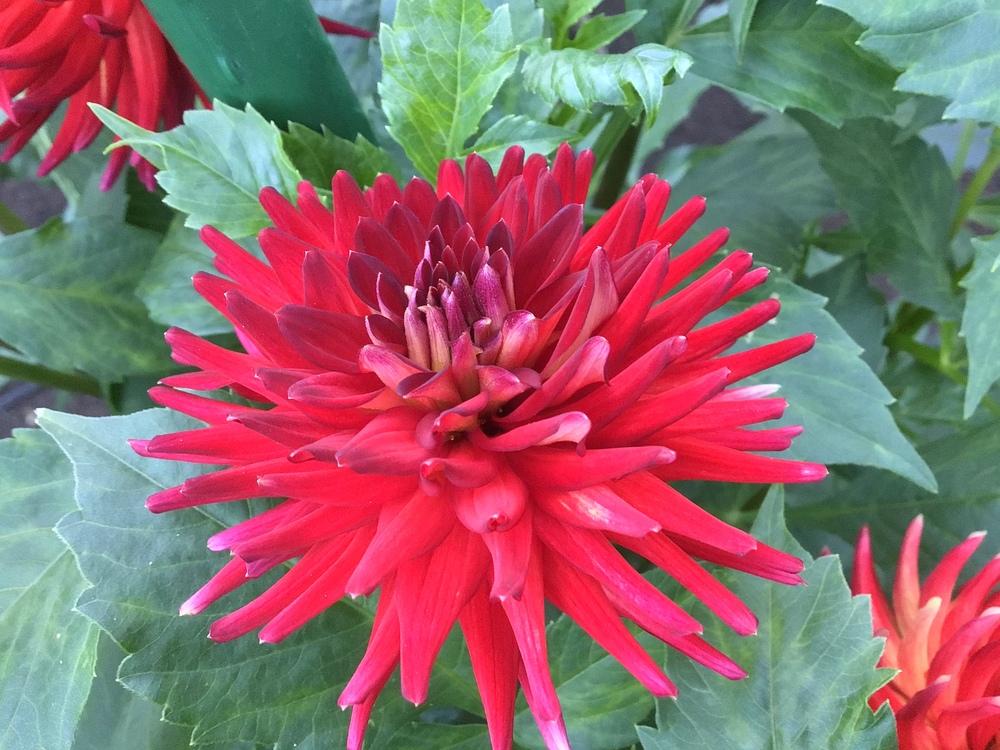 Dahlia 'Bloomquist Carol Ann' in the Dahlias Database - Garden.org
