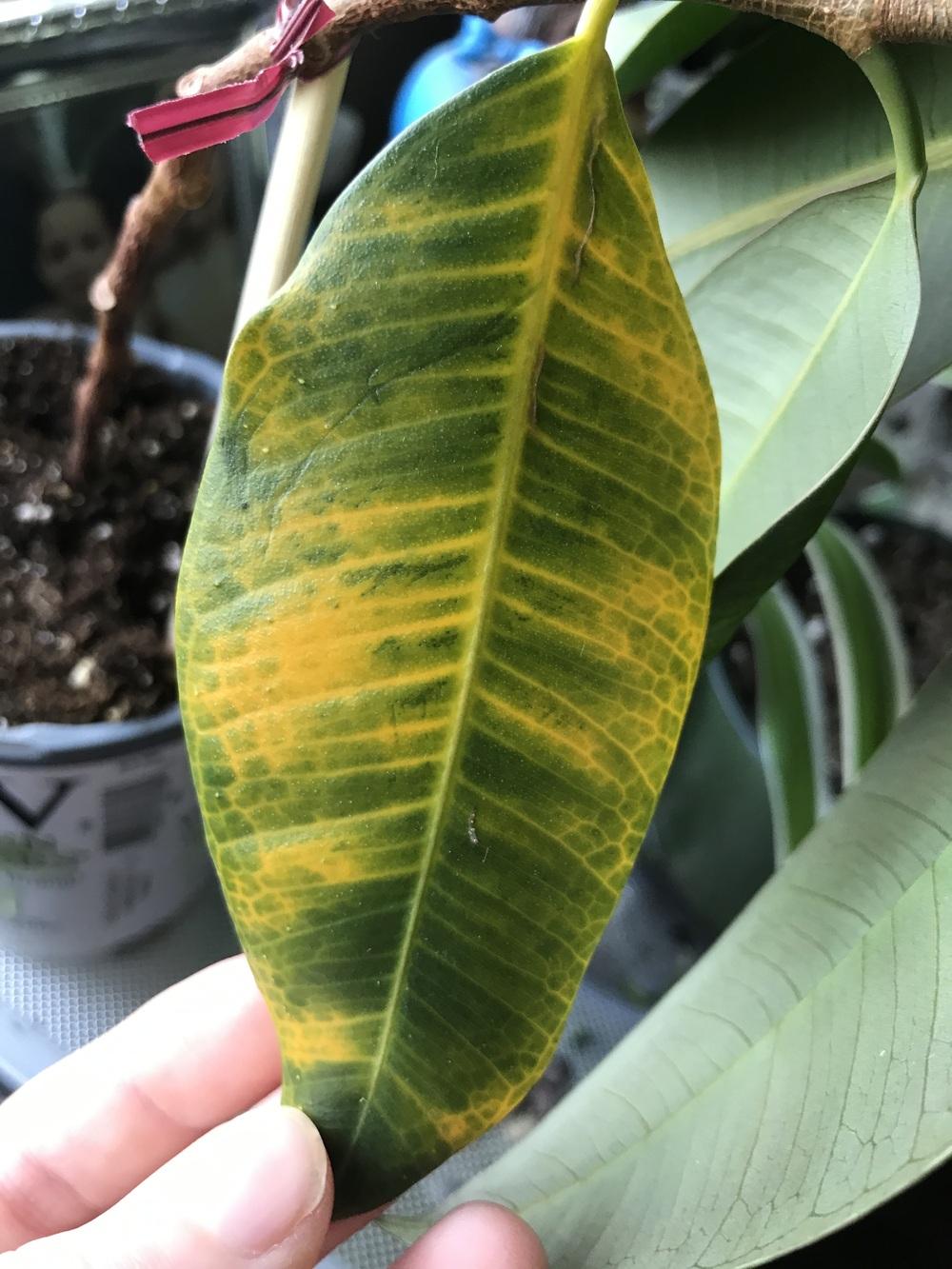 Dying rubber tree in the Ask a Question forum - Garden.org