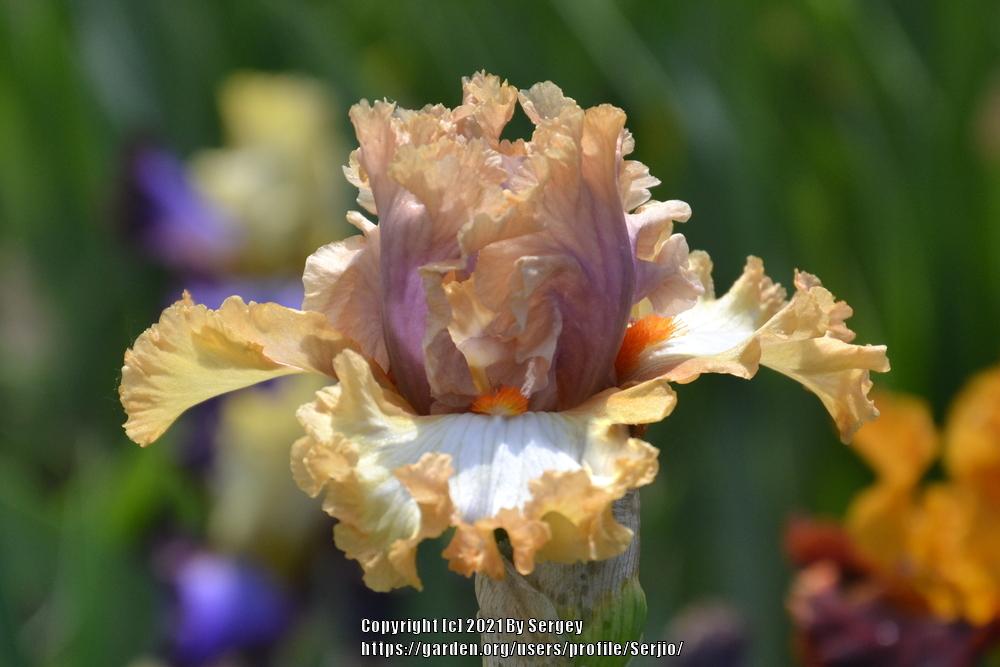 Photo of the bloom of Tall Bearded Iris (Iris 'Good on Ya') posted by ...