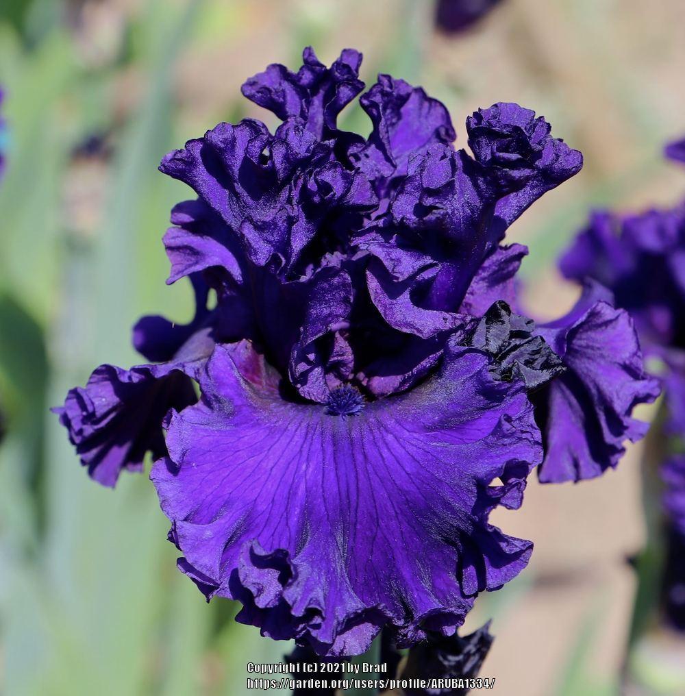 Tall Bearded Iris (Iris 'Royal Academy') in the Irises Database ...