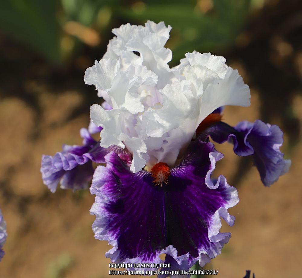 Photo of the bloom of Tall Bearded Iris (Iris 'Split Ticket') posted by ...