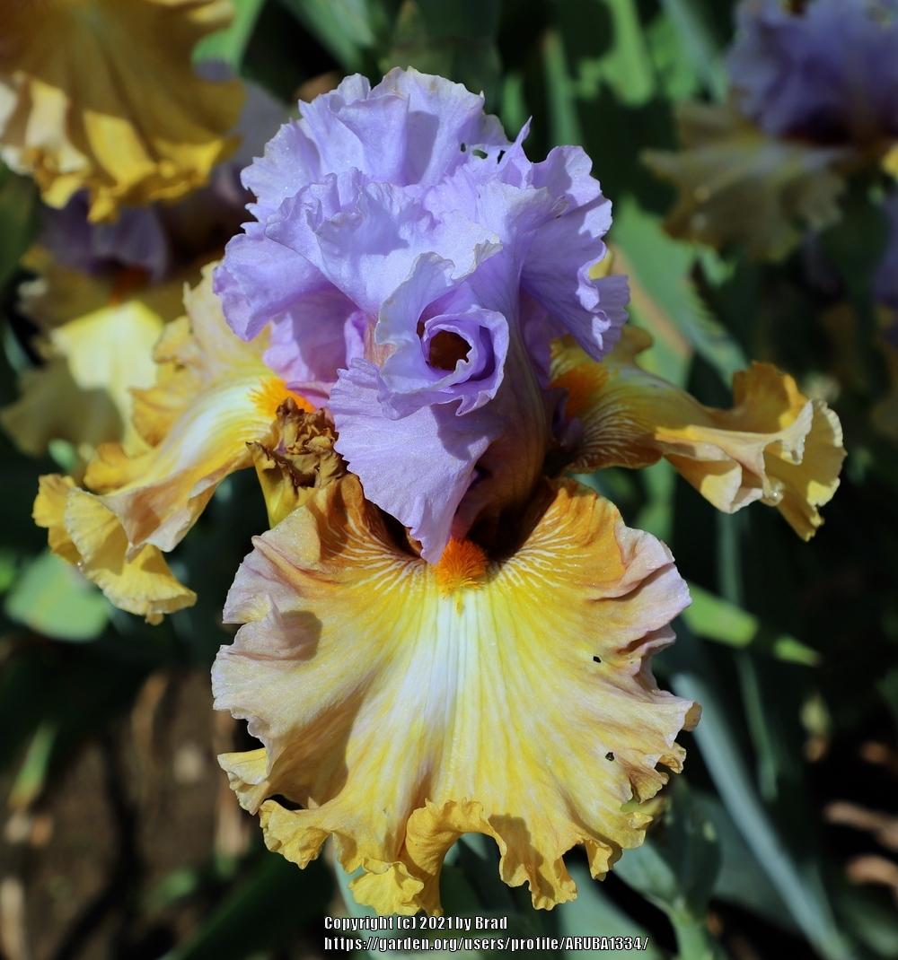 Tall Bearded Iris (Iris 'Complicity') in the Irises Database - Garden.org