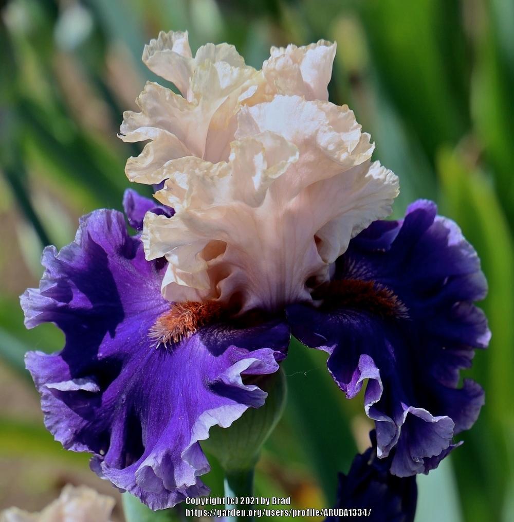 Photo of the bloom of Tall Bearded Iris (Iris 'Beguiler') posted by ...