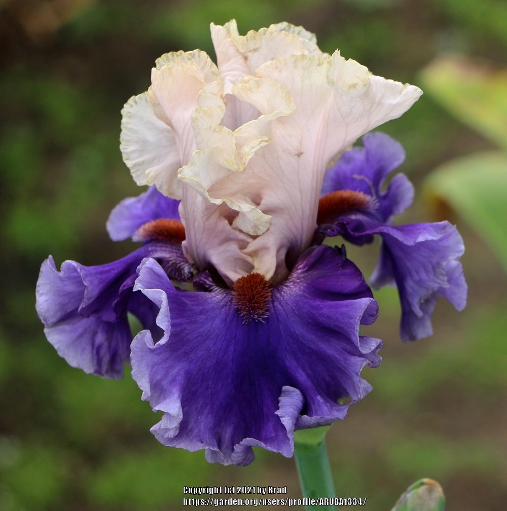 Tall Bearded Iris (Iris 'Beguiler') in the Irises Database - Garden.org