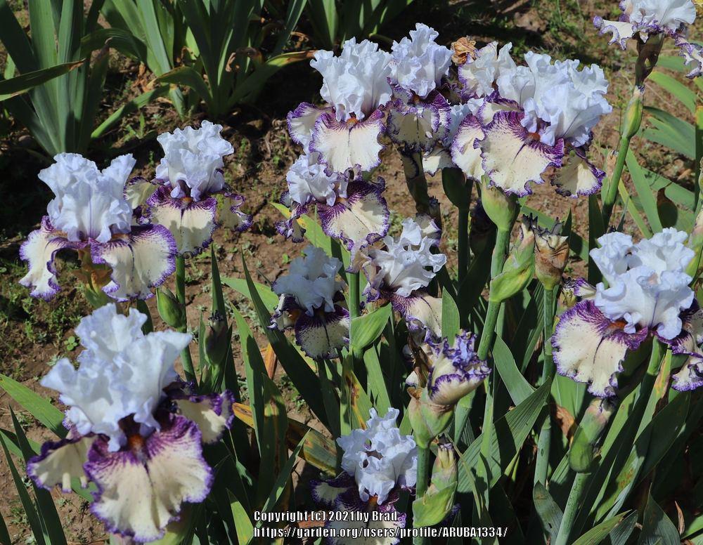 Photo of the bloom of Tall Bearded Iris (Iris 'Pastel Patterns') posted ...