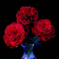 Rose (Rosa 'The Squire') in the Roses Database - Garden.org