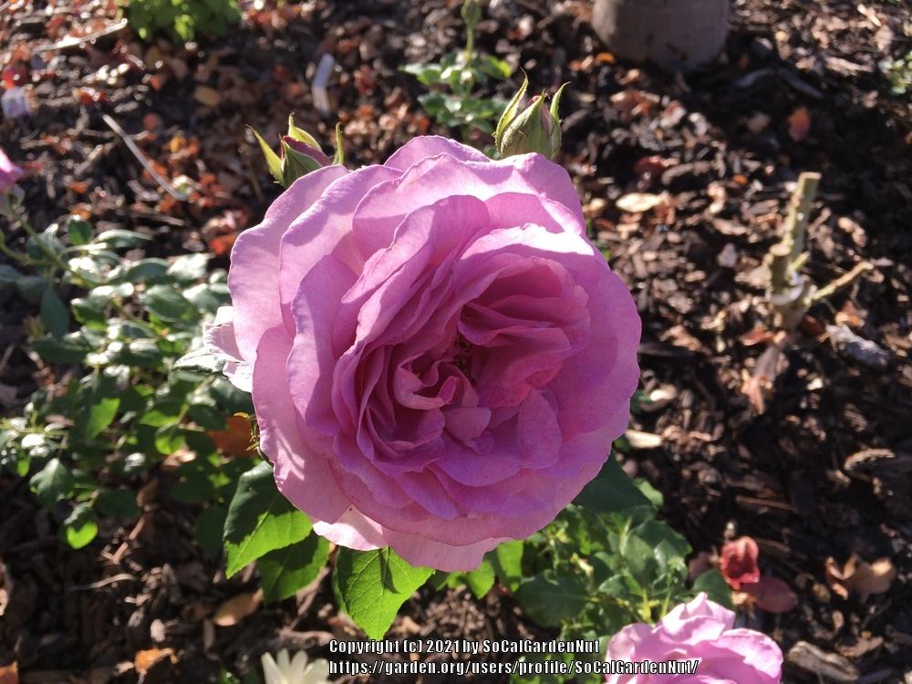 Photo of the bloom of Rose (Rosa 'Violet's Pride') posted by ...