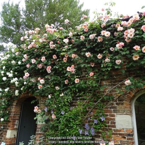 Rose (Rosa 'Meg') in the Roses Database - Garden.org