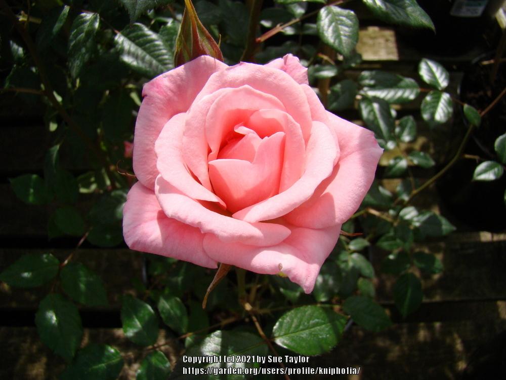 Rose (Rosa 'Lovely Meidiland') in the Roses Database - Garden.org