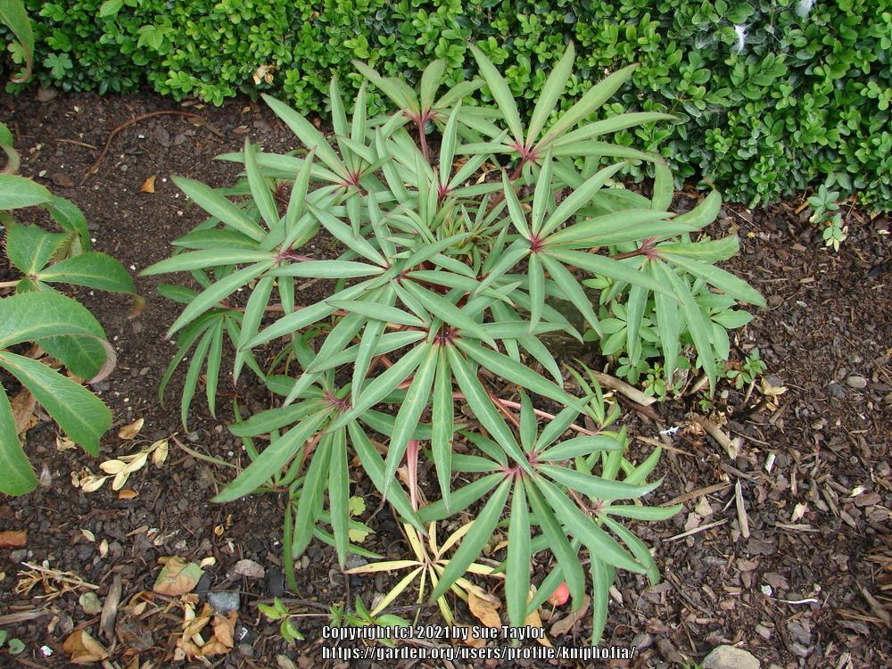 Photo of the entire plant of Hellebore (Helleborus foetidus 'Wester ...