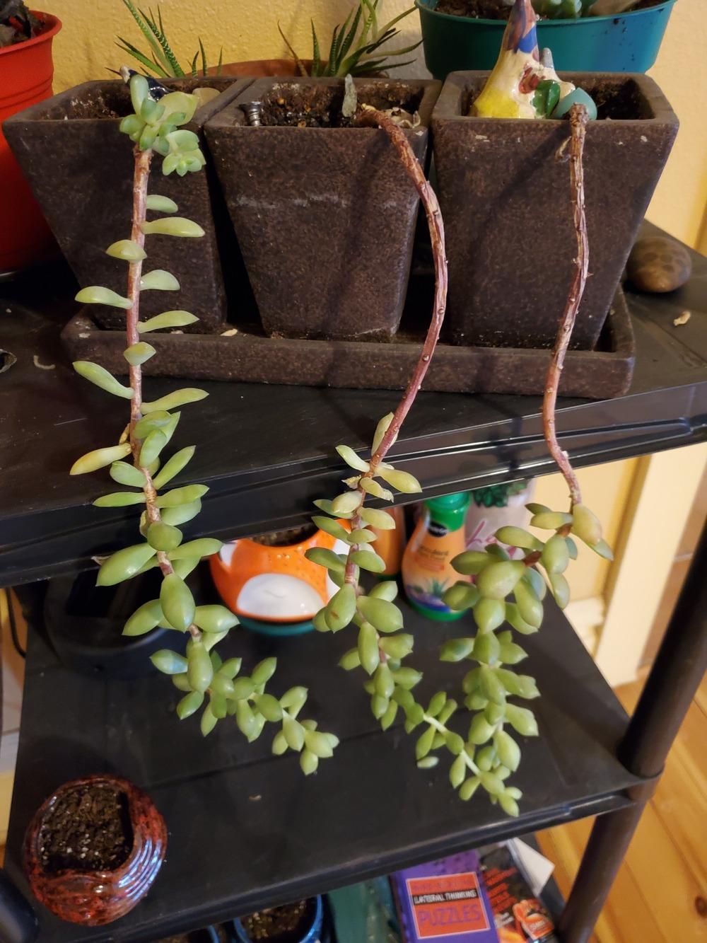 Help with a sad succulent in the Cactus and Succulents forum - Garden.org