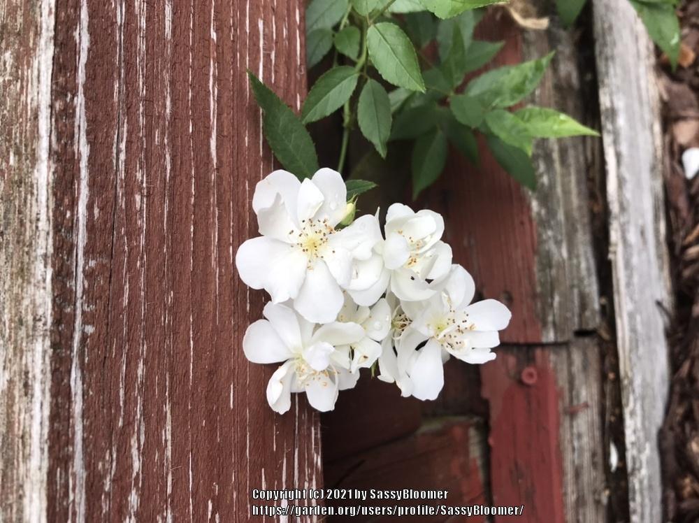 Rose (Rosa 'Darlow's Enigma') in the Roses Database - Garden.org