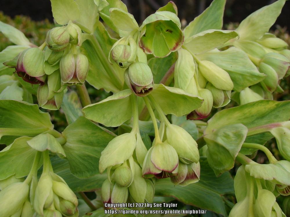 Photo of the bloom of Hellebore (Helleborus foetidus 'Wester Flisk ...