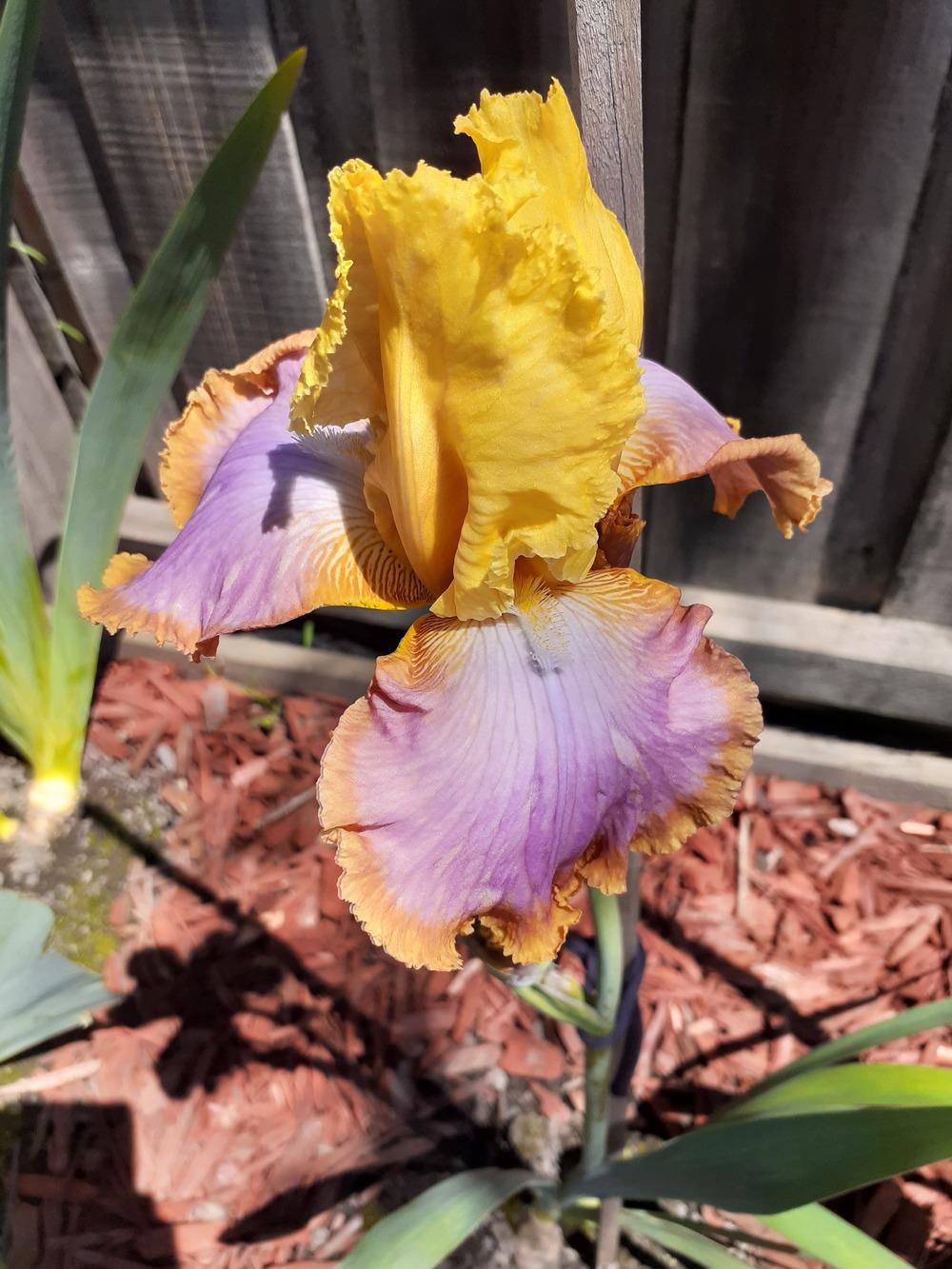 Tall Bearded Iris (Iris 'Enchanted One') in the Irises Database ...