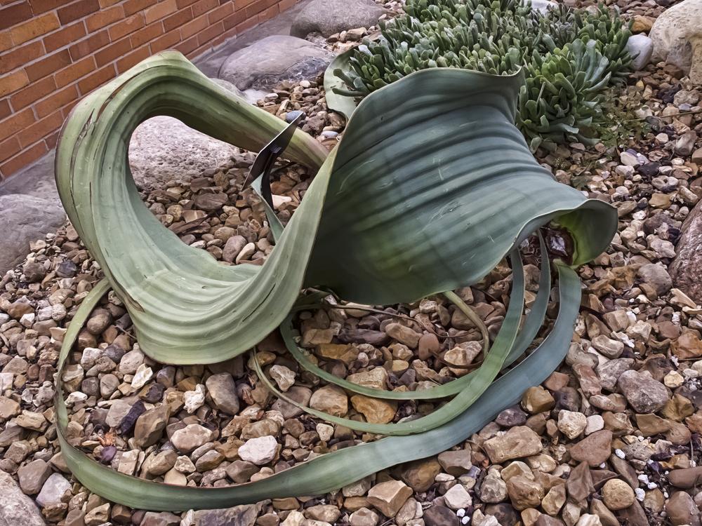 N'tumbo (Welwitschia mirabilis) - Garden.org