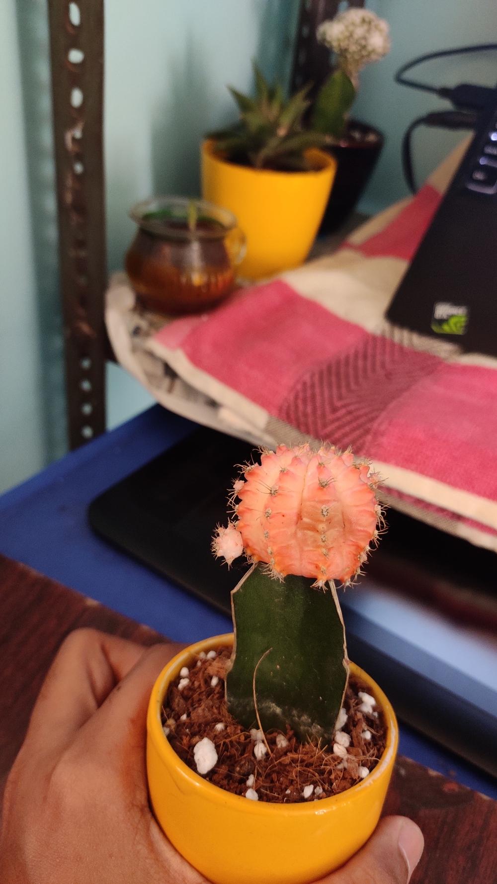 Moon Cactus rotting in the Ask a Question forum - Garden.org