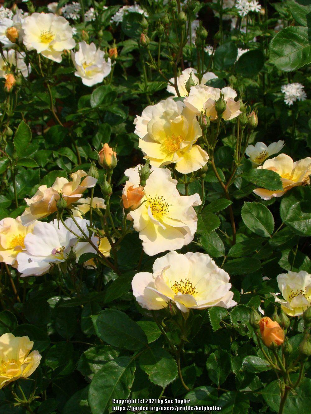 Rose (Rosa 'Souvenir de Rose-Marie') in the Roses Database - Garden.org