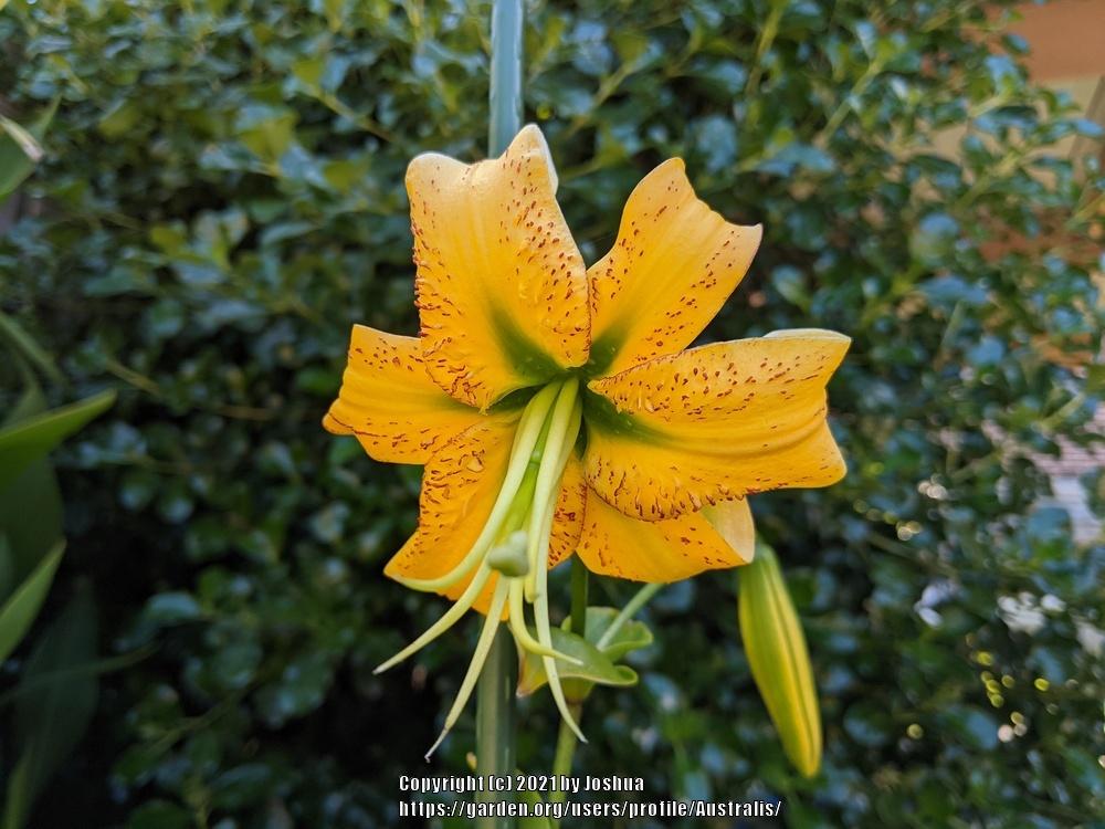 Lily Seedlings 2021 in the Lilies forum - Garden.org