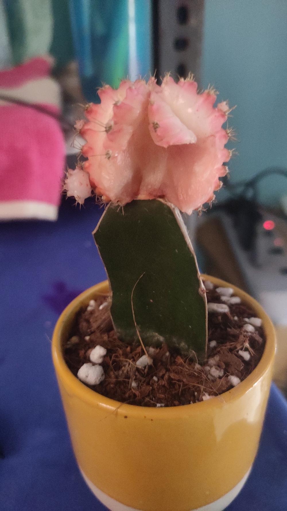 Moon Cactus rotting in the Ask a Question forum - Garden.org