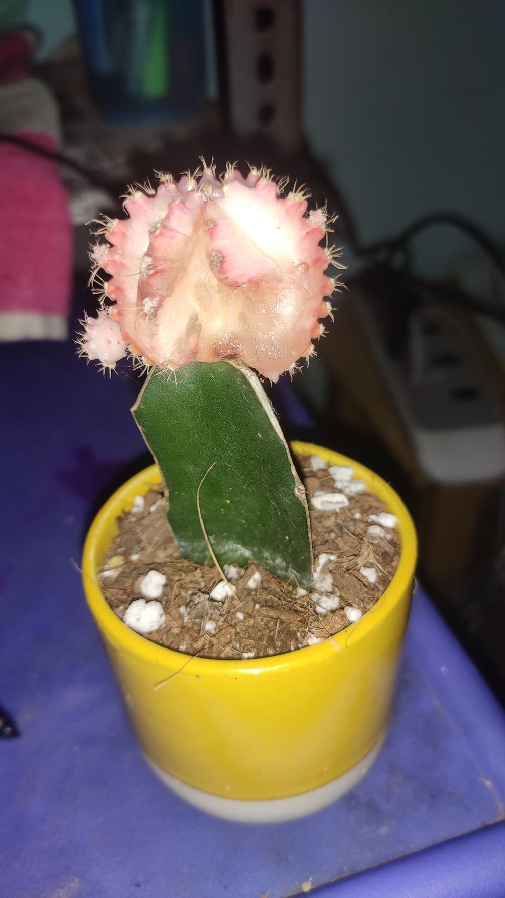 Moon Cactus rotting in the Ask a Question forum - Garden.org
