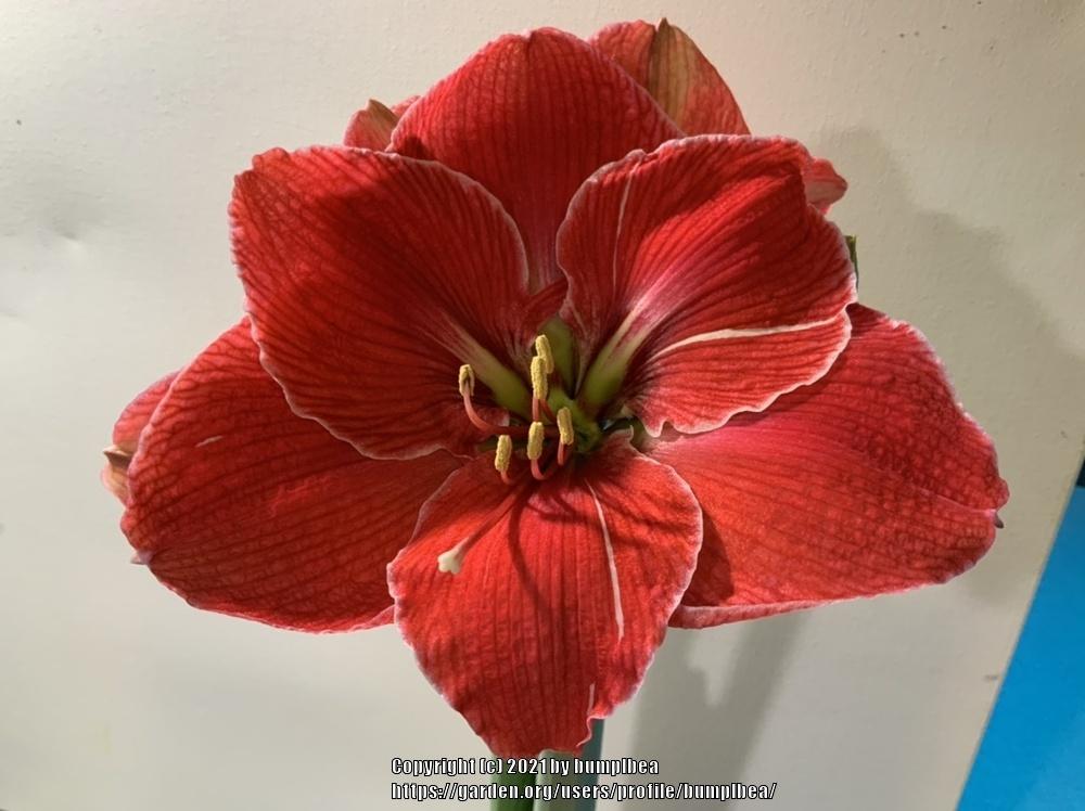 Red blotches on my Amaryllis bulb in the Ask a Question forum - Garden.org