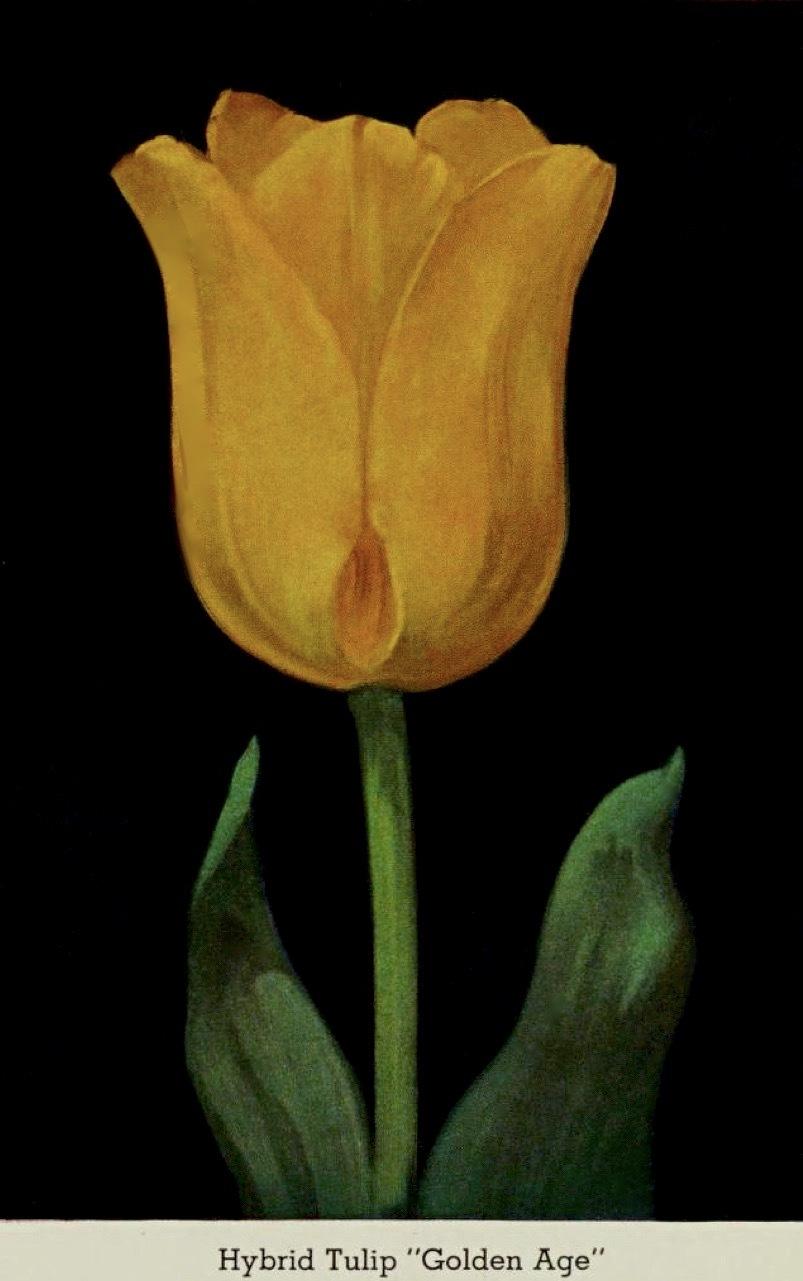 Tulip (Tulipa 'Golden Age') in the Tulips Database - Garden.org