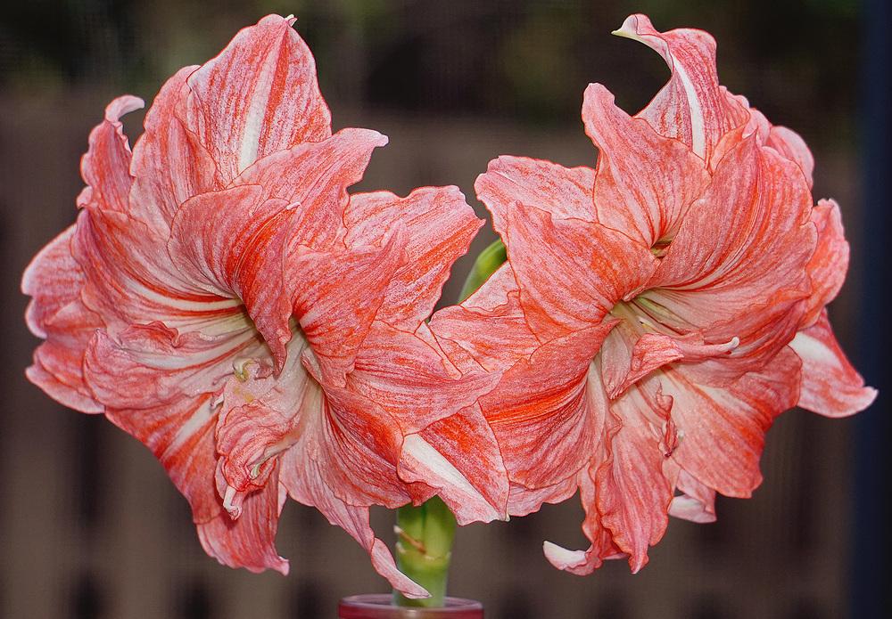 Photo of the bloom of Amaryllis (Hippeastrum 'Lady Jane') posted by ...