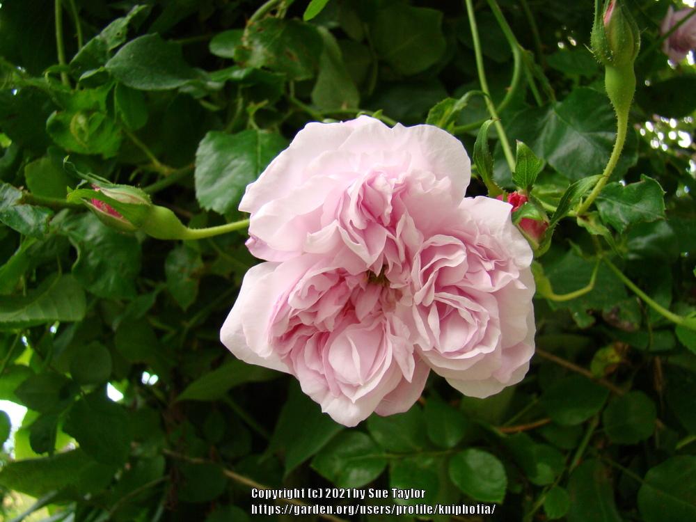 Photo of the bloom of Rose (Rosa 'May Queen') posted by kniphofia ...