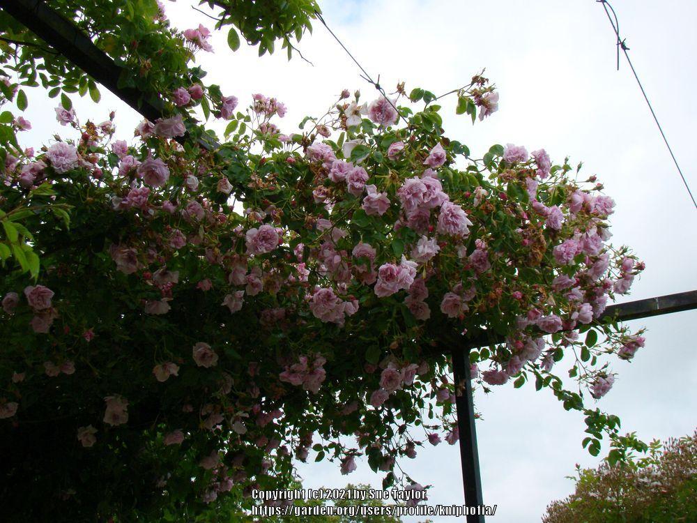 Photo of the bloom of Rose (Rosa 'May Queen') posted by kniphofia ...