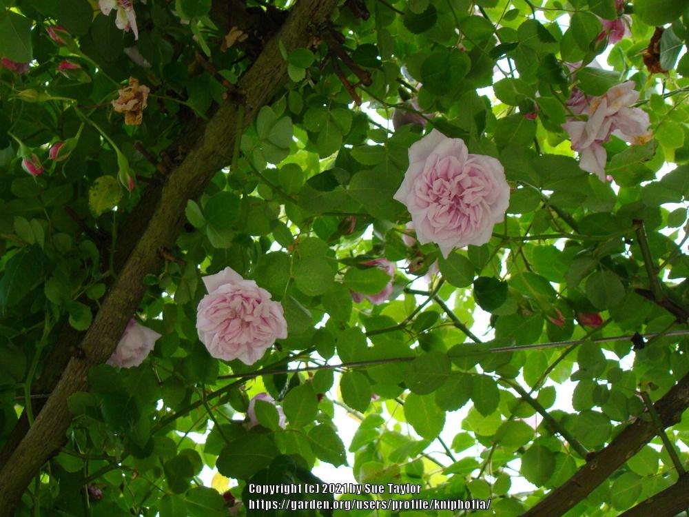 Photo of the bloom of Rose (Rosa 'May Queen') posted by kniphofia ...