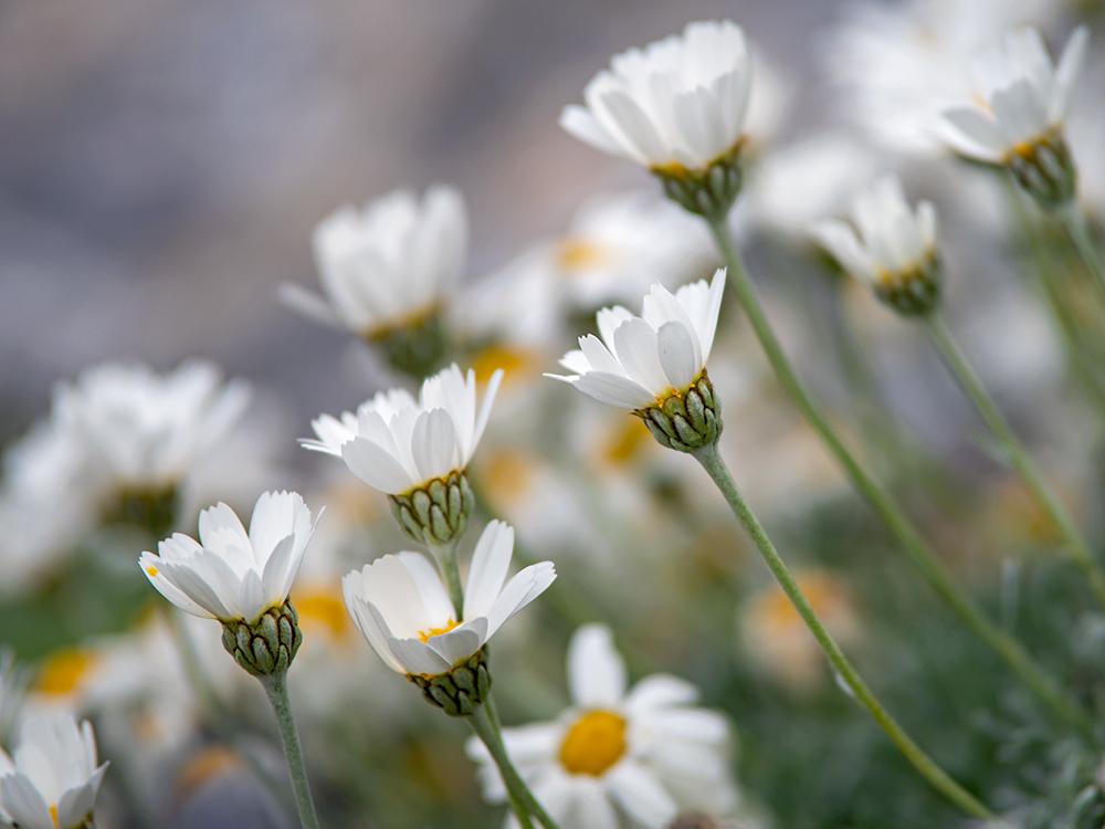 Moroccan Daisy (Rhodanthemum hosmariense) - Garden.org
