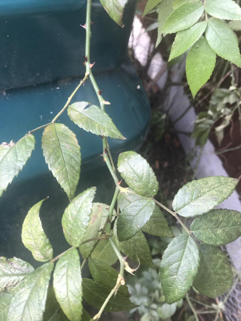 Rose bush identification help in the Roses forum - Garden.org