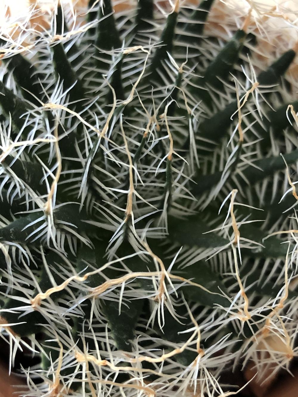 Haworthia arachnoidea var. setata - Garden.org