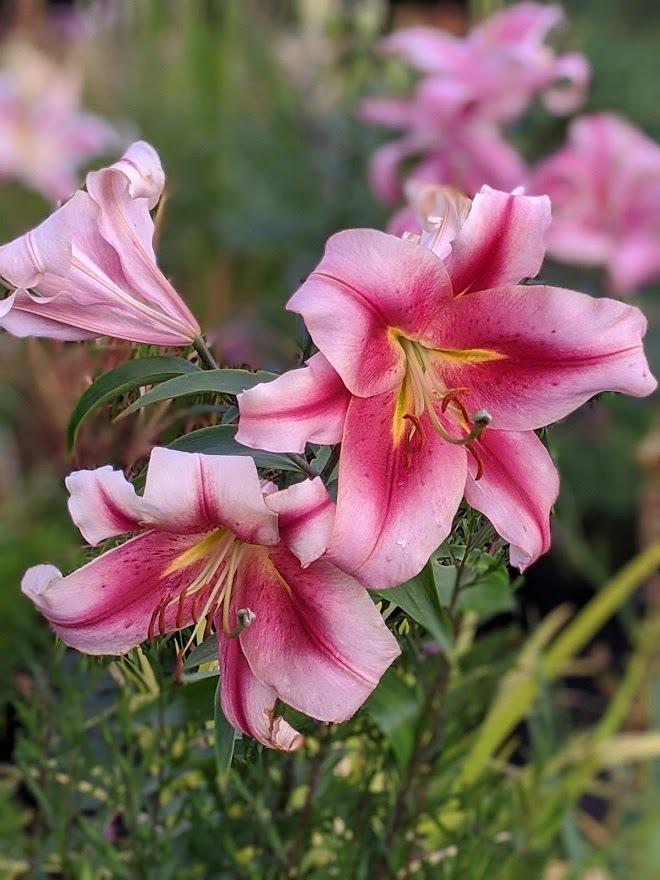 Lily (Lilium 'Olympic Torch') in the Lilies Database - Garden.org