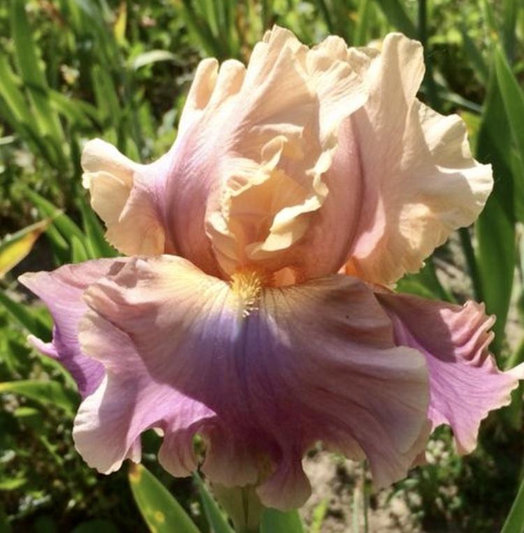Photo of the bloom of Tall Bearded Iris (Iris 'Chasing Rainbows') posted by Lbsmitty - Garden.org