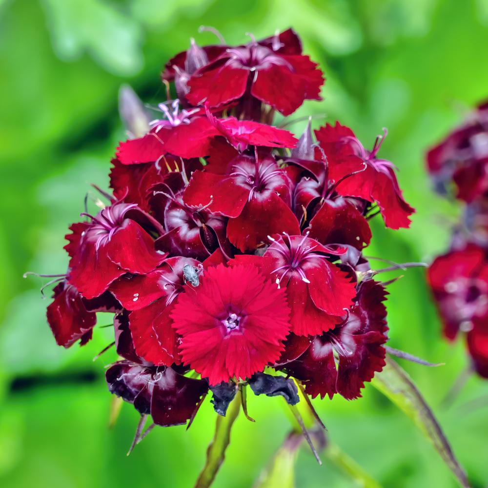 Dianthus 'Volcano Mix' in the Dianthus Database - Garden.org
